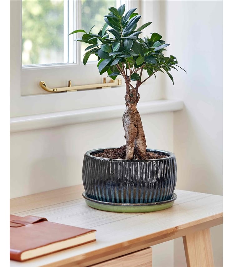 Emerald | Round Bonsai Planter Set of 2 | WoolOvers UK
