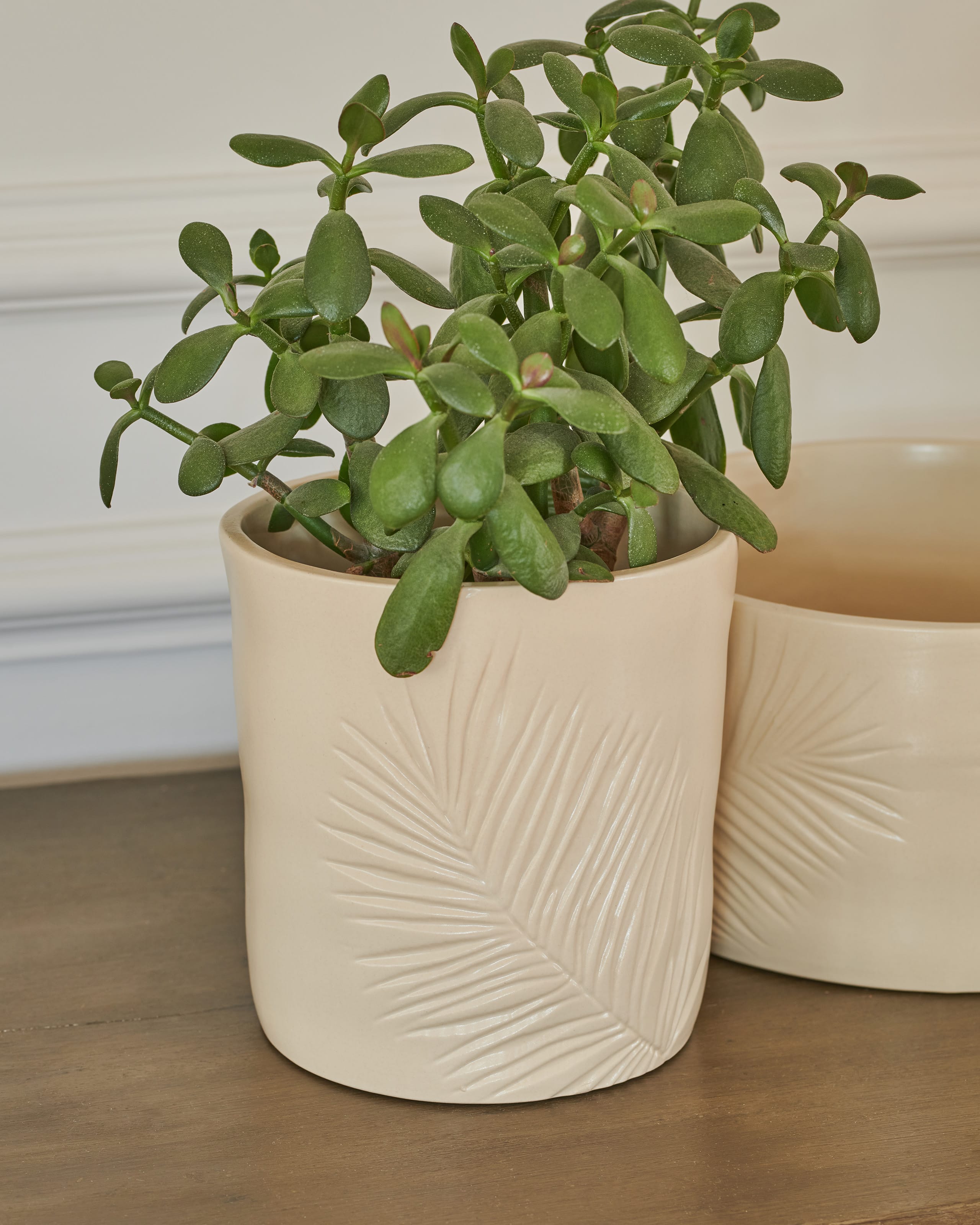 Ivory | Kew Stoneware Sago Palm Planter | WoolOvers UK